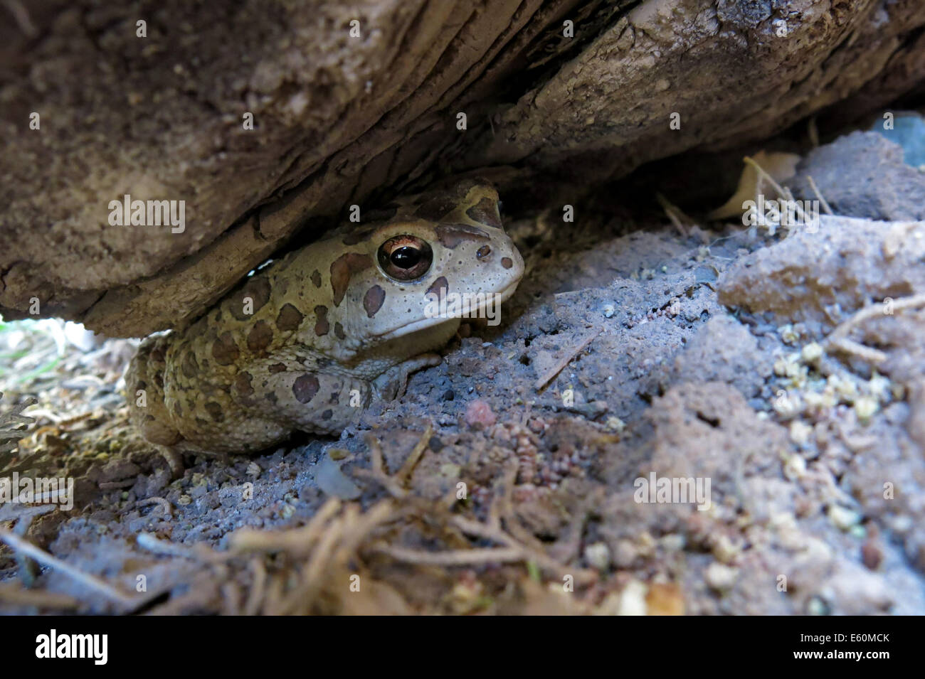 A Berber Toad shelters from the midday sun under a log in the Skoura ...