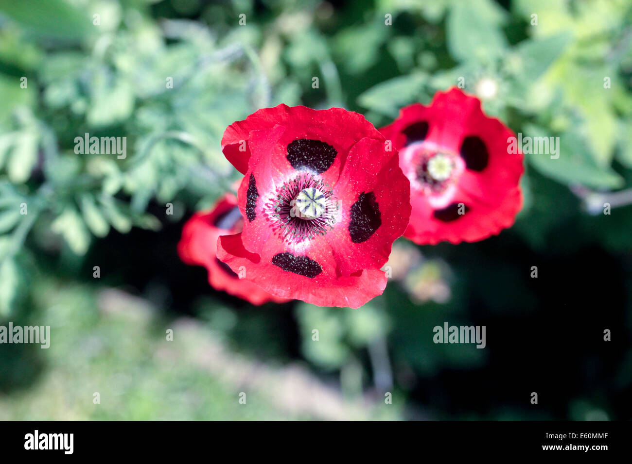Papaveraceae hi-res stock photography and images - Alamy