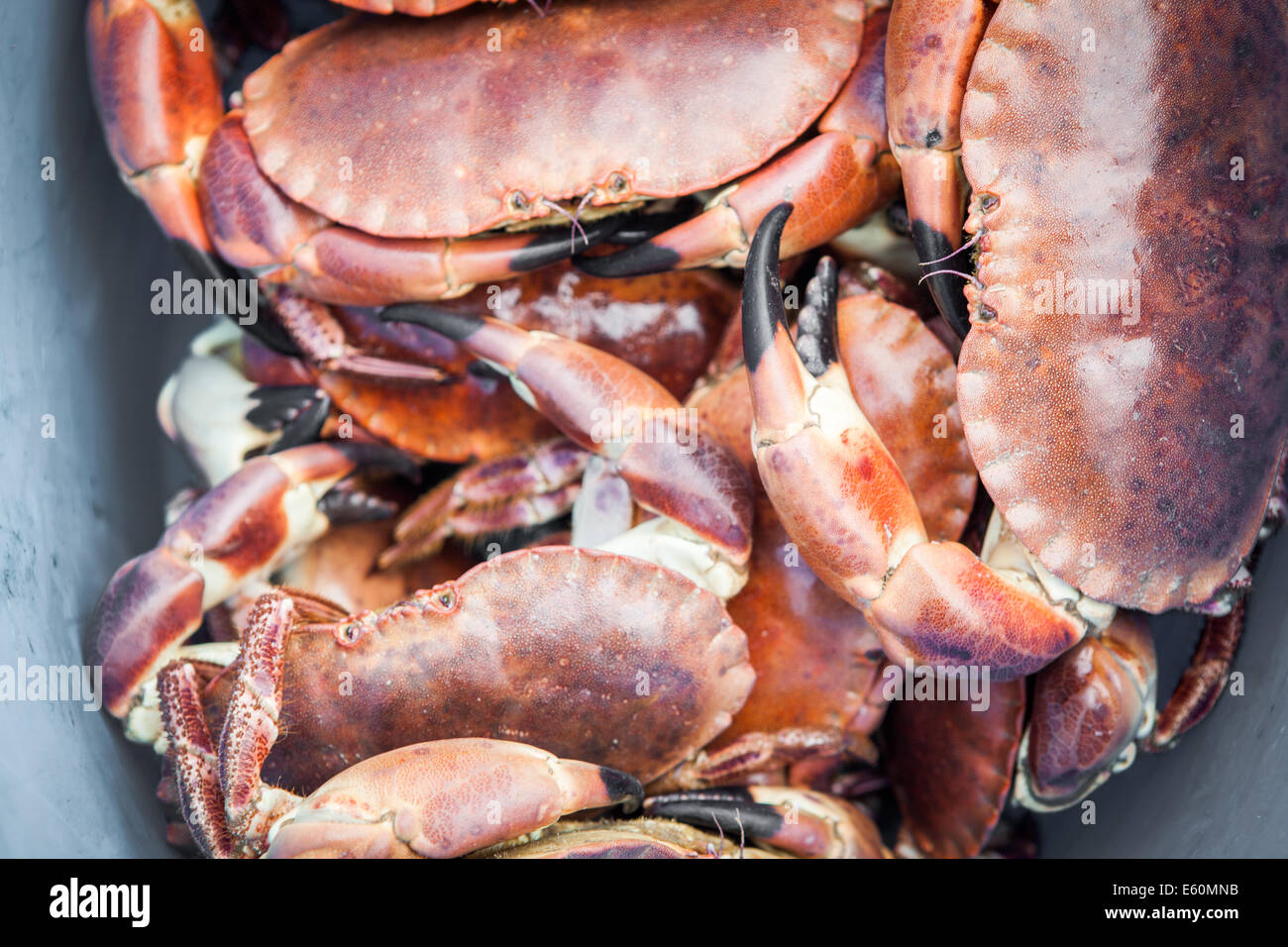 Freshly caught crabs Stock Photo - Alamy
