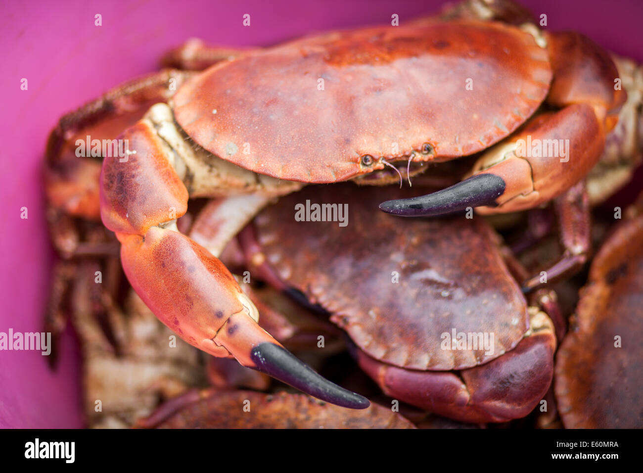 Freshly caught crabs Stock Photo - Alamy