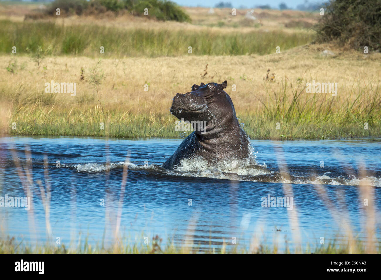 Hippopotamus jumping out of water Stock Photo - Alamy
