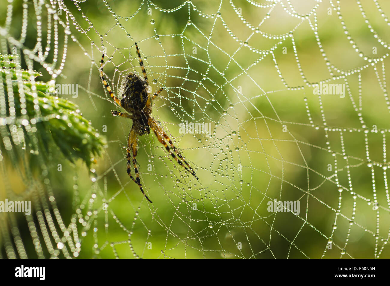 Large spider in the web Stock Photo - Alamy