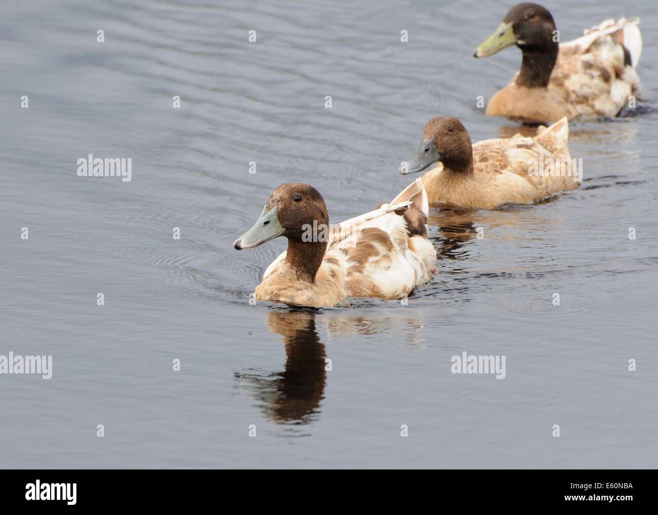 Manky mallards type crossbred duck hi-res stock photography and images ...