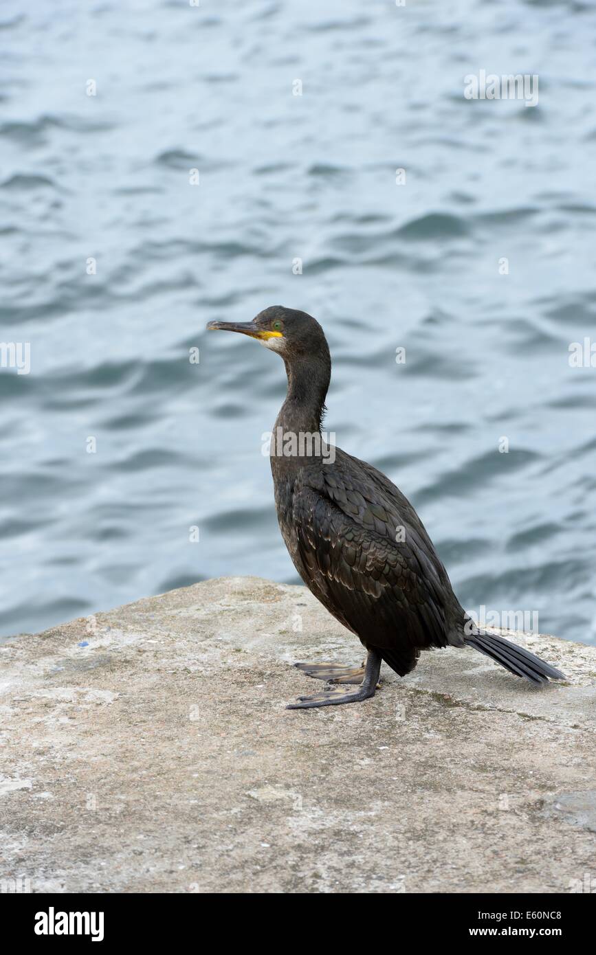 Shag bird european hi-res stock photography and images - Alamy