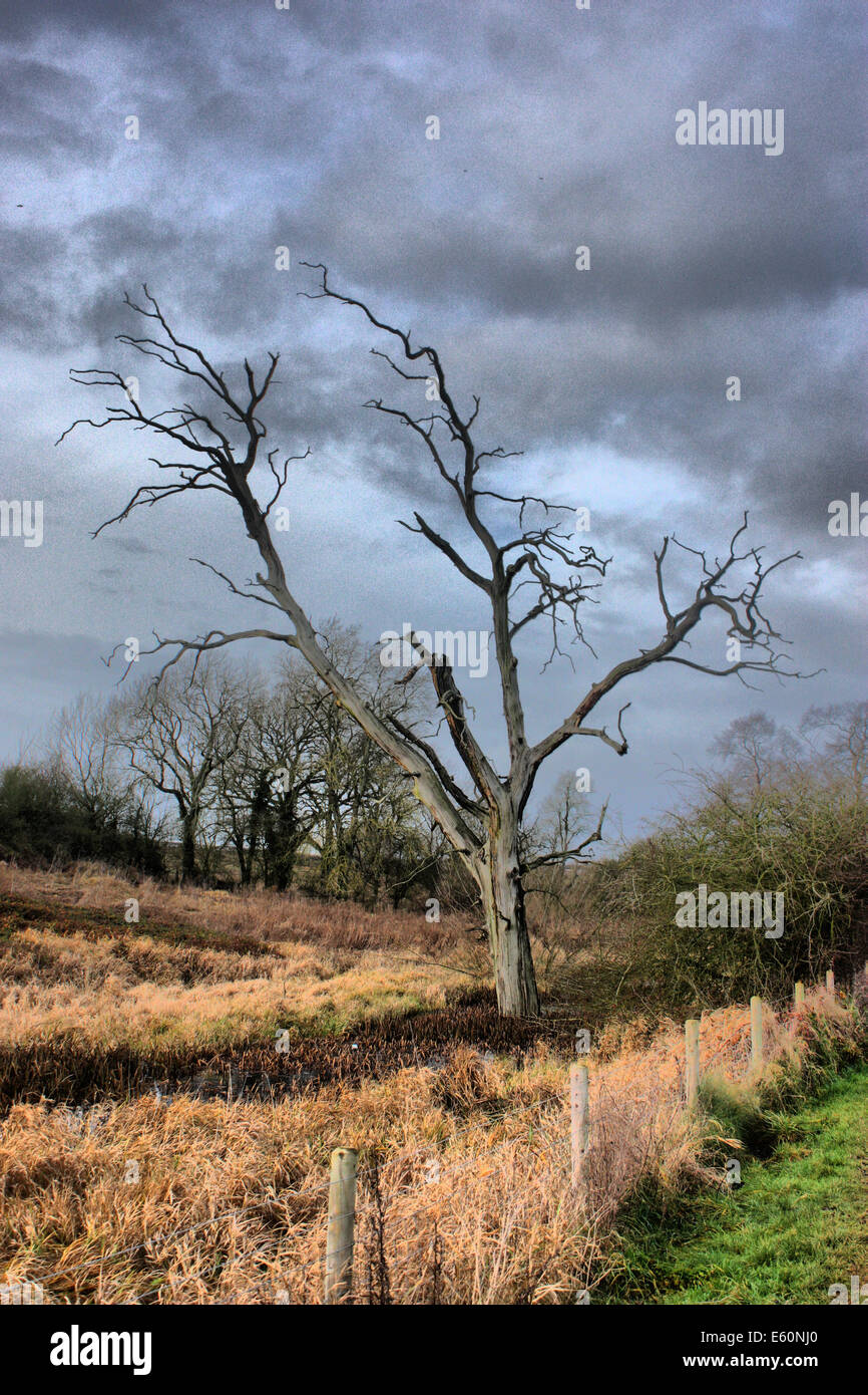 dead tree silhouetted against a dark grey moody sky Stock Photo - Alamy