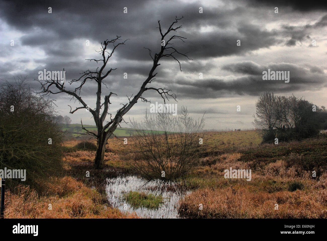 dead tree silhouetted against a dark grey moody sky Stock Photo - Alamy