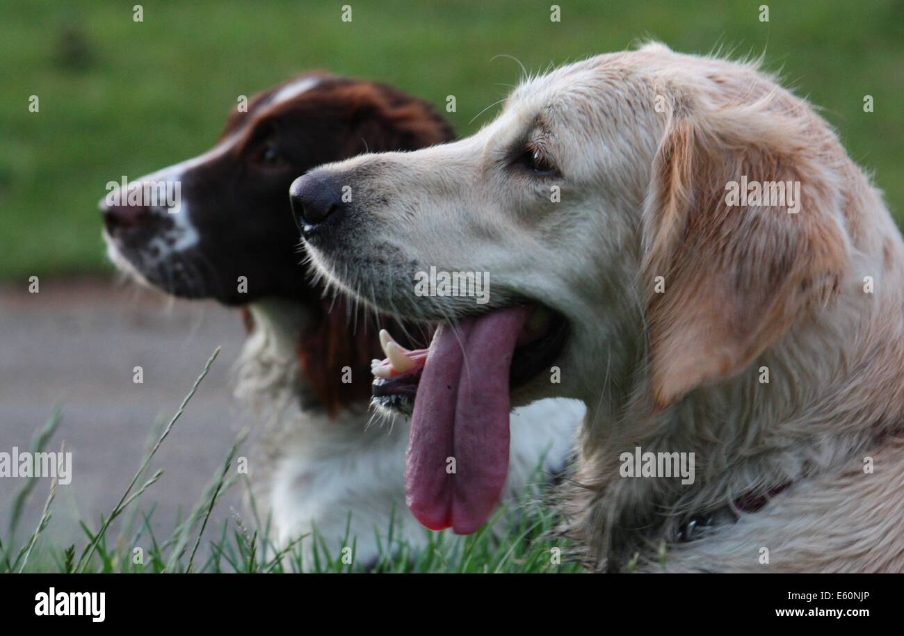 springer spaniel and golden retreiver pet gundogs friends together ...