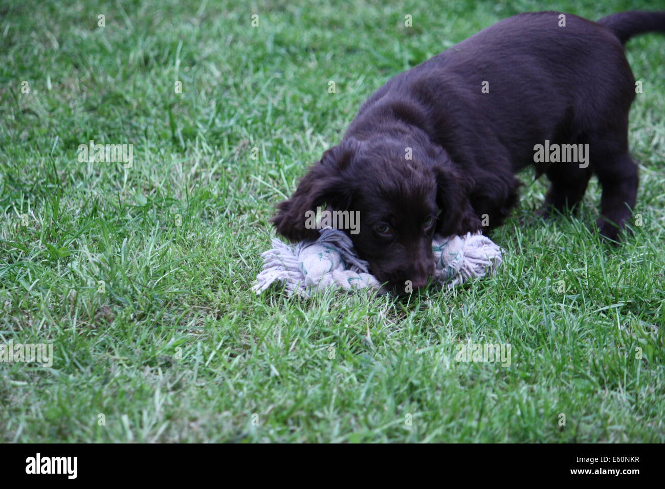 A very cute liver working cocker spaniel pet gundog Stock Photo - Alamy