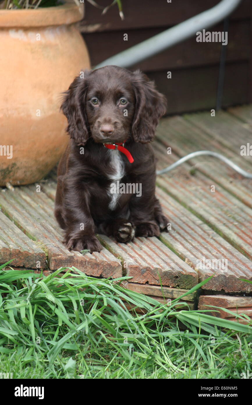 A very cute liver working cocker spaniel pet gundog Stock Photo - Alamy