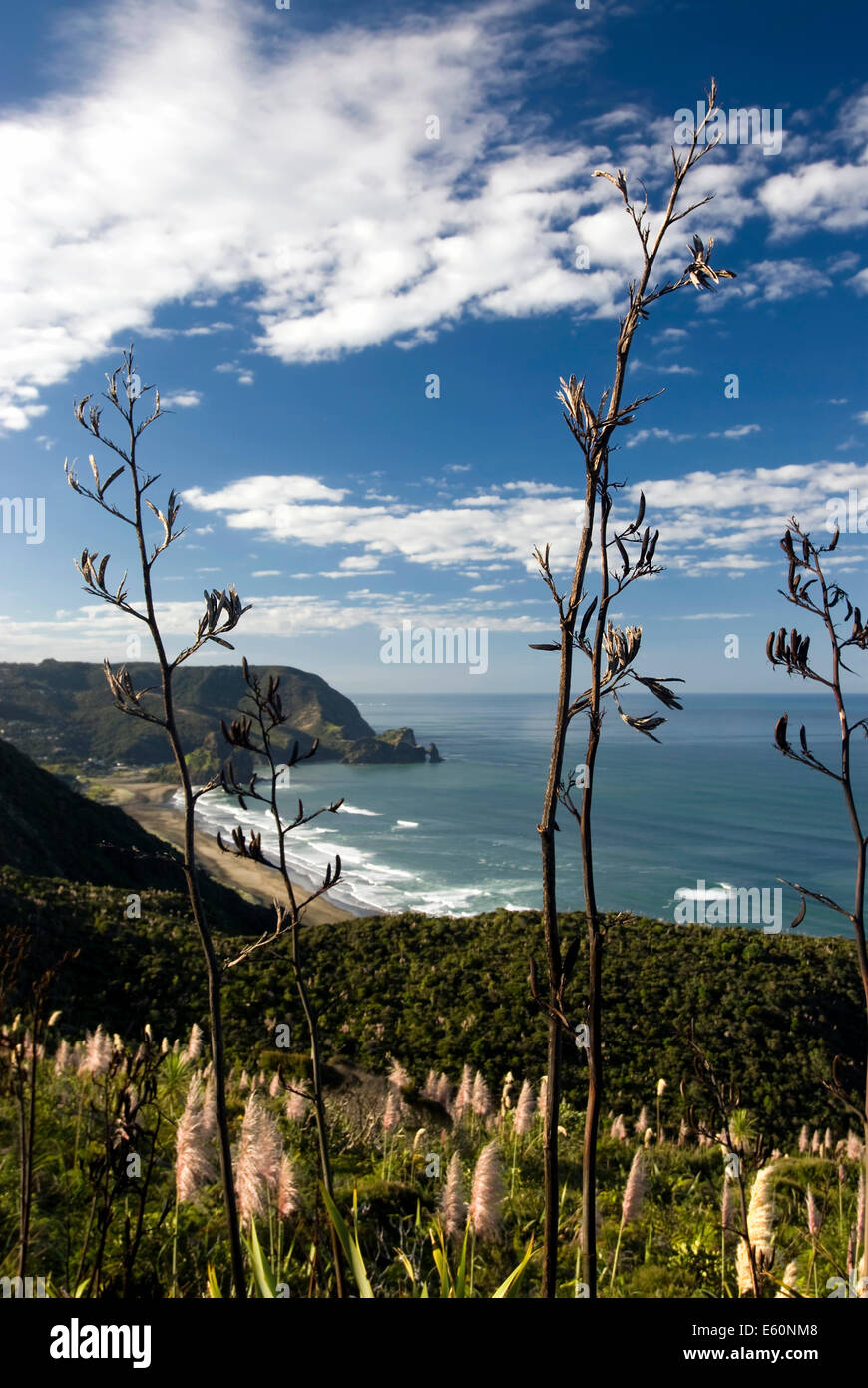 View of Piha beach through flax bushes, west coast, North Island, New ...