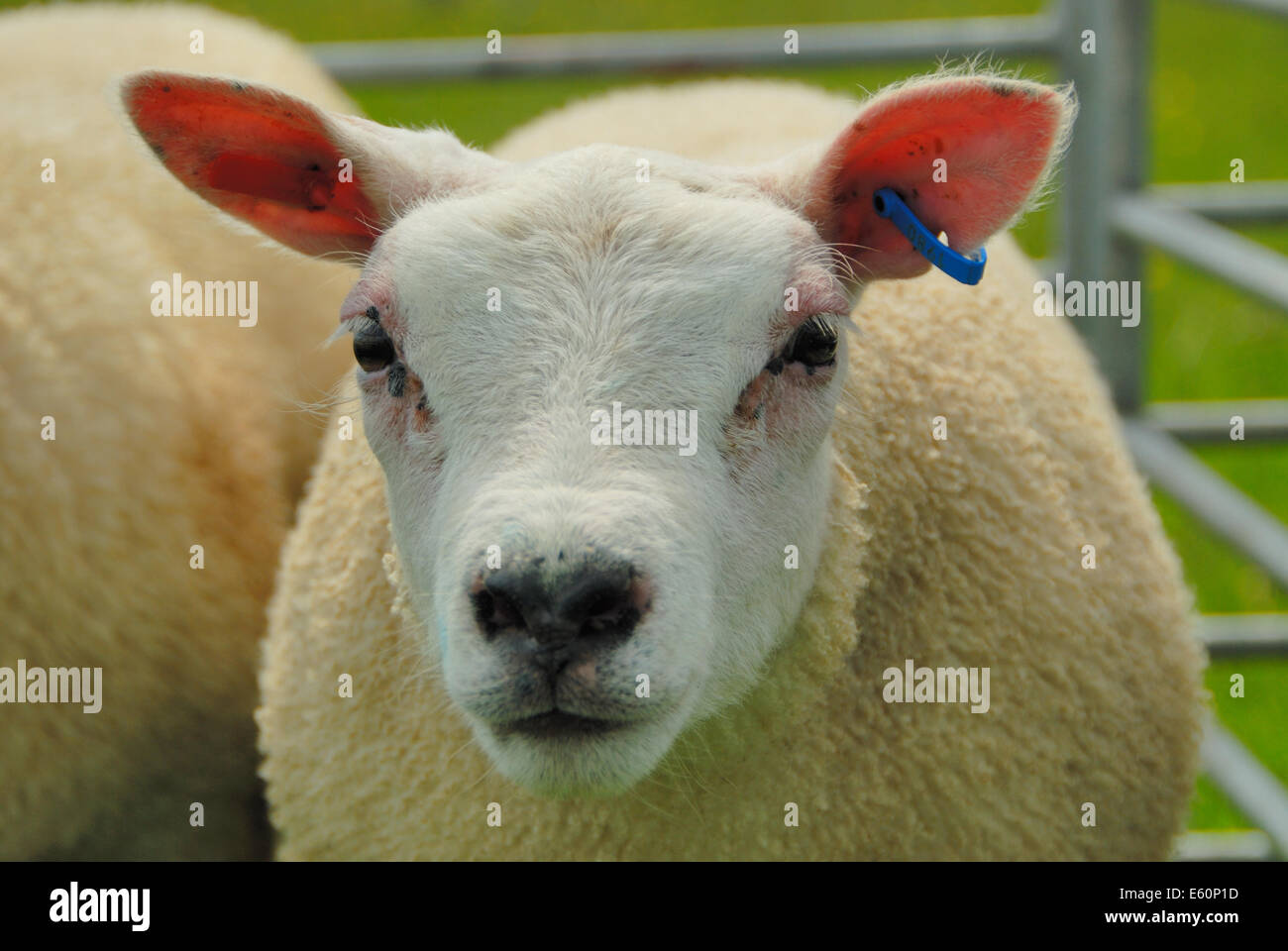 Texel sheep ready for a show Stock Photo - Alamy