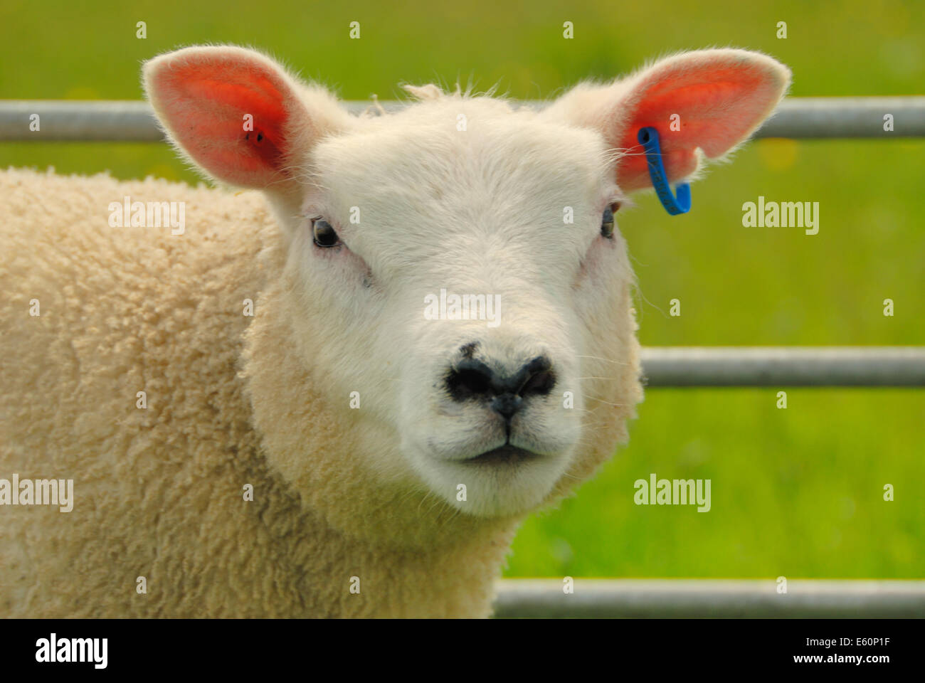 Texel sheep ready for a show Stock Photo - Alamy