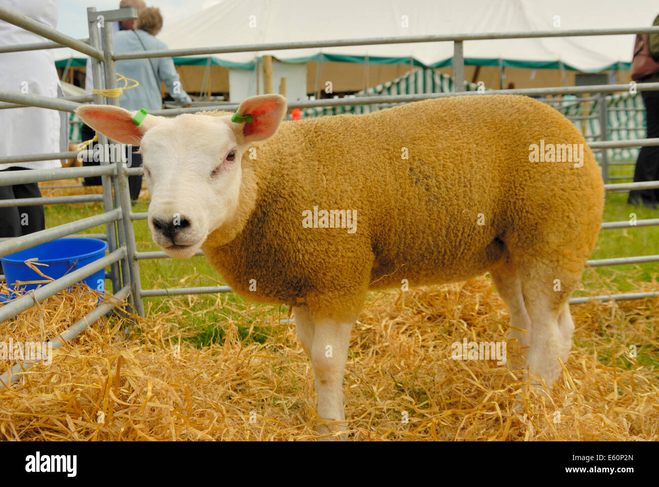 Texel sheep ready for a show Stock Photo - Alamy