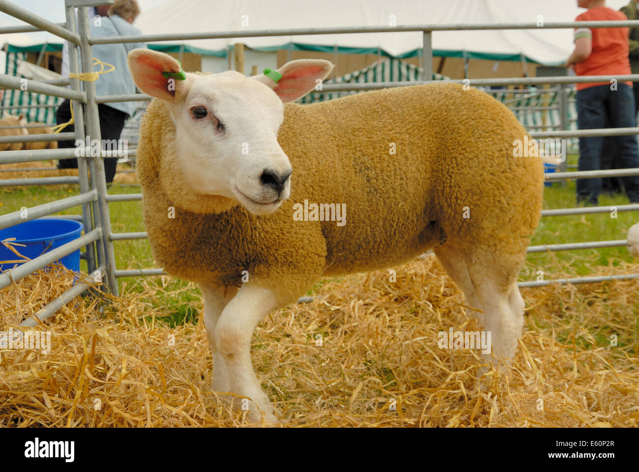 Texel sheep ready for a show Stock Photo - Alamy