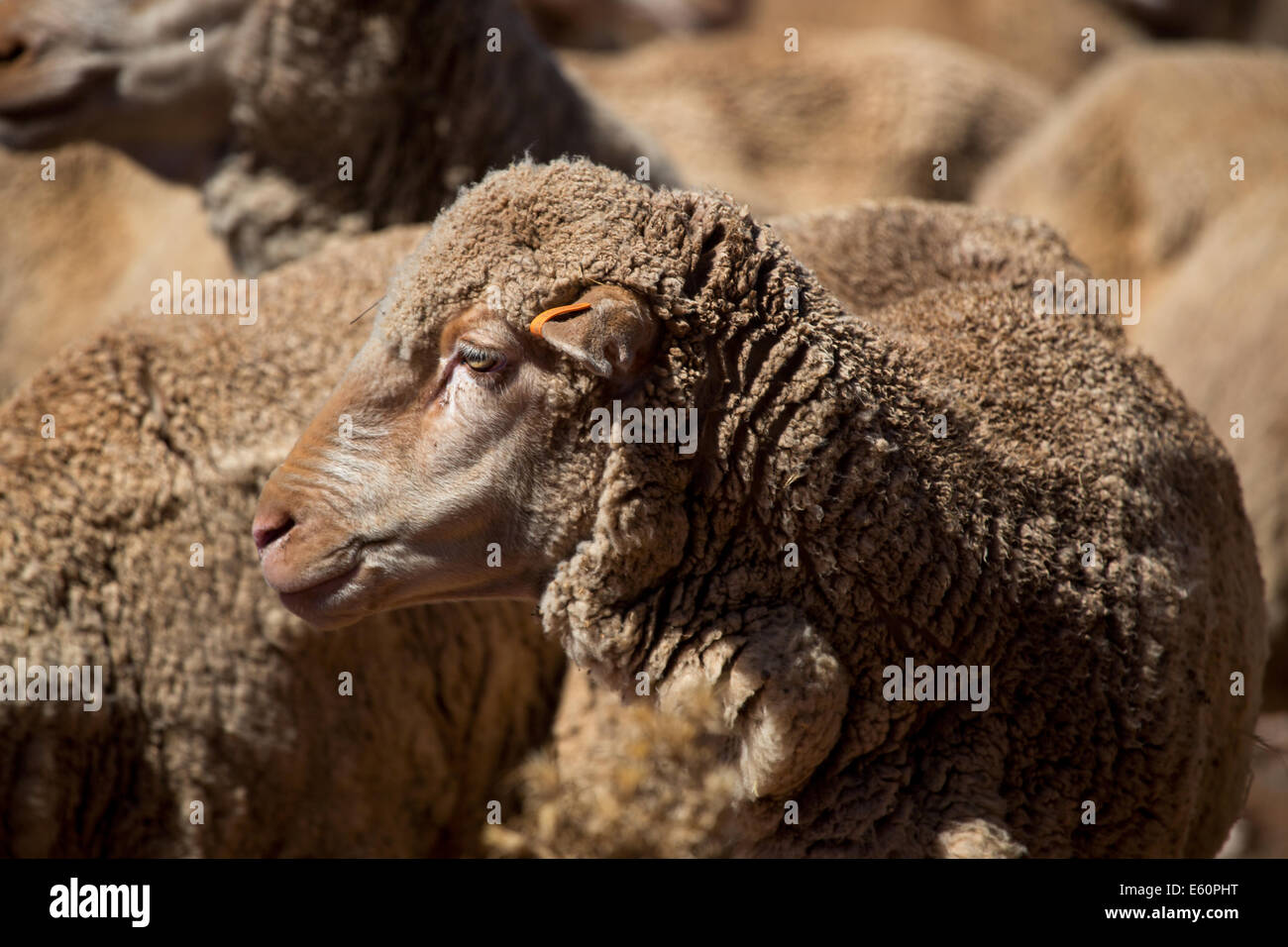 Sheep australia 1800s hi-res stock photography and images - Alamy