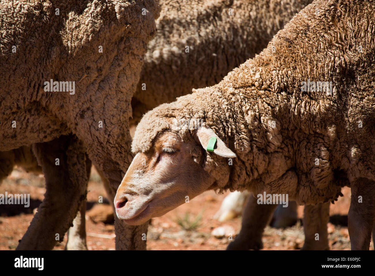 Australia Sydney and the Outback Stock Photo - Alamy