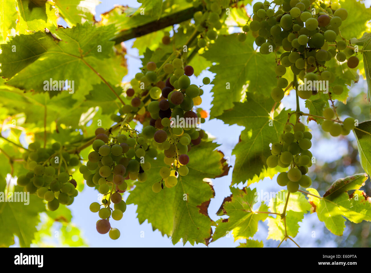 grapes on the vine Stock Photo - Alamy