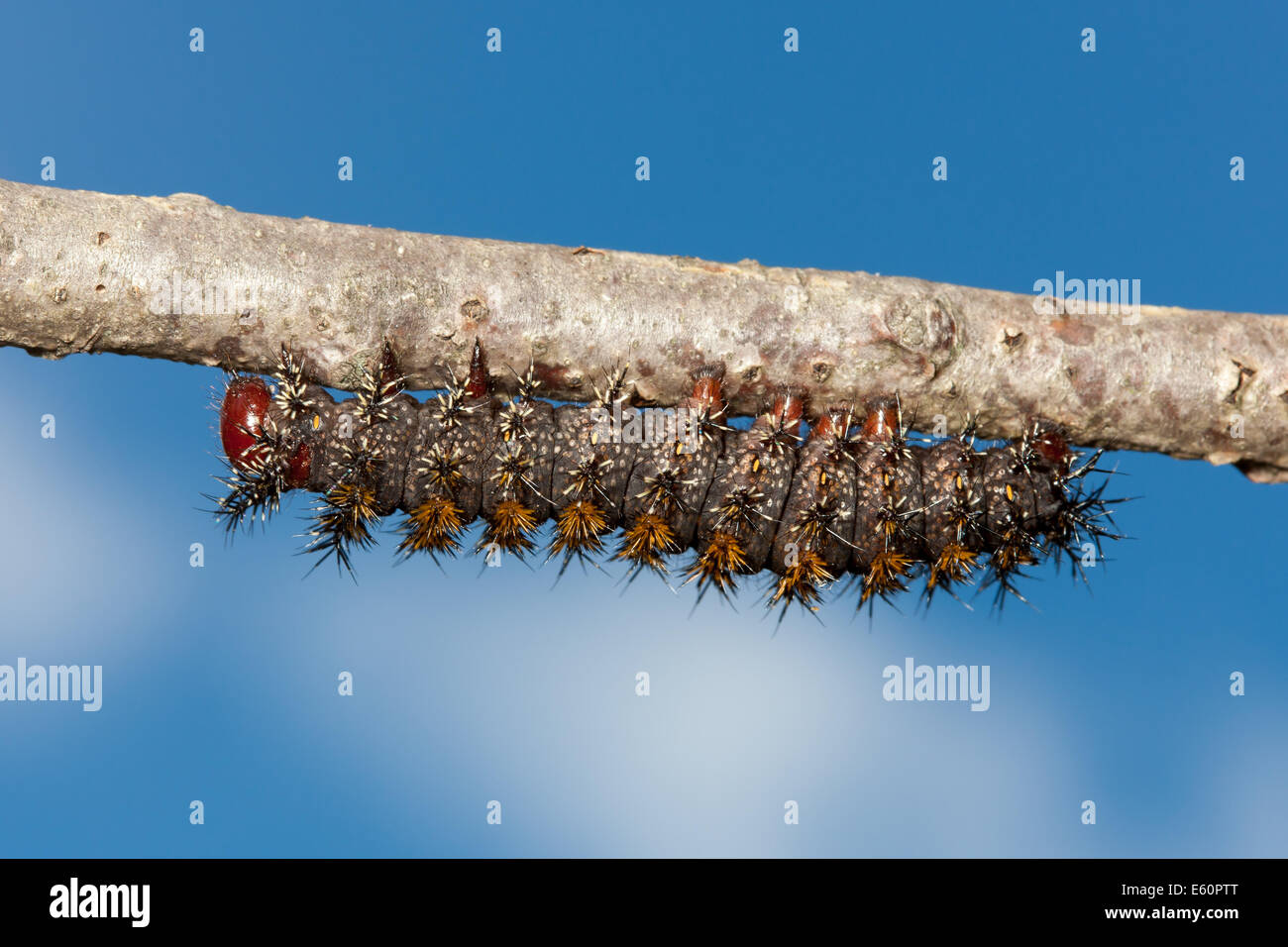 Buck Moth (Hemileuca maia) caterpillar (larva Stock Photo - Alamy