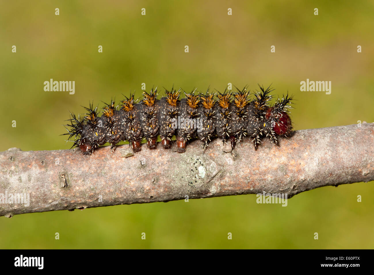 Buck Moth (Hemileuca maia) caterpillar (larva Stock Photo - Alamy