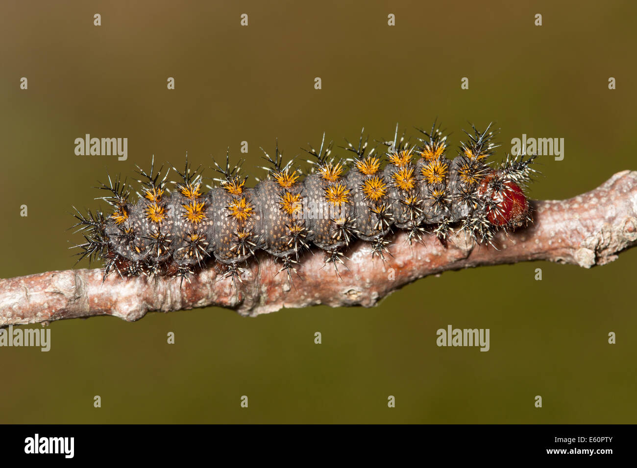 Buck moth hemileuca maia caterpillar hi-res stock photography and ... Buck moth hemileuca maia caterpillar hi-res stock photography and ...