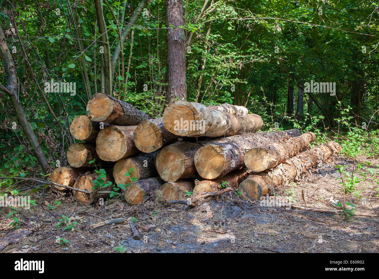 Timber logs marked by size and piled in the forest Stock Photo - Alamy