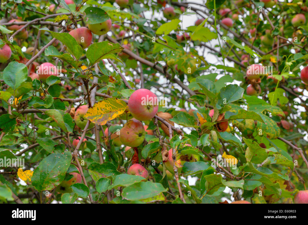 Apples on the tree in the garden Stock Photo - Alamy