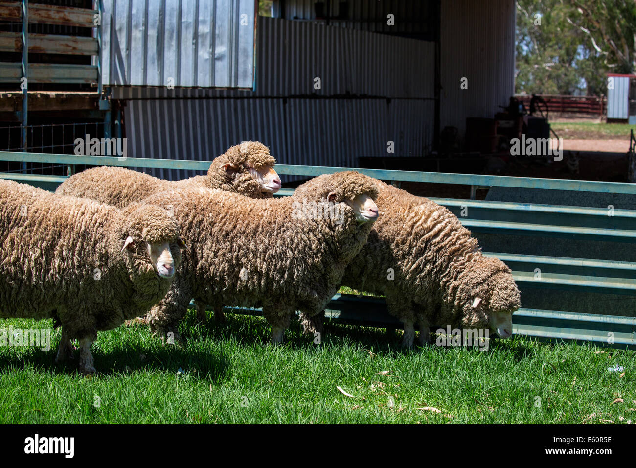 Australia Sydney and the Outback Stock Photo - Alamy