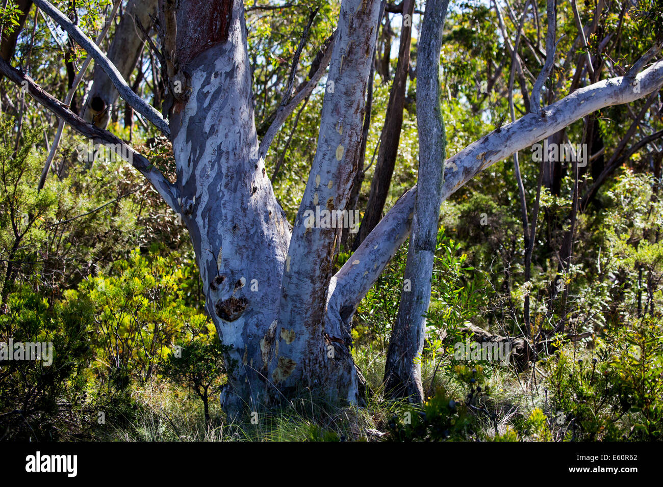 Australia Sydney and the Outback Stock Photo - Alamy