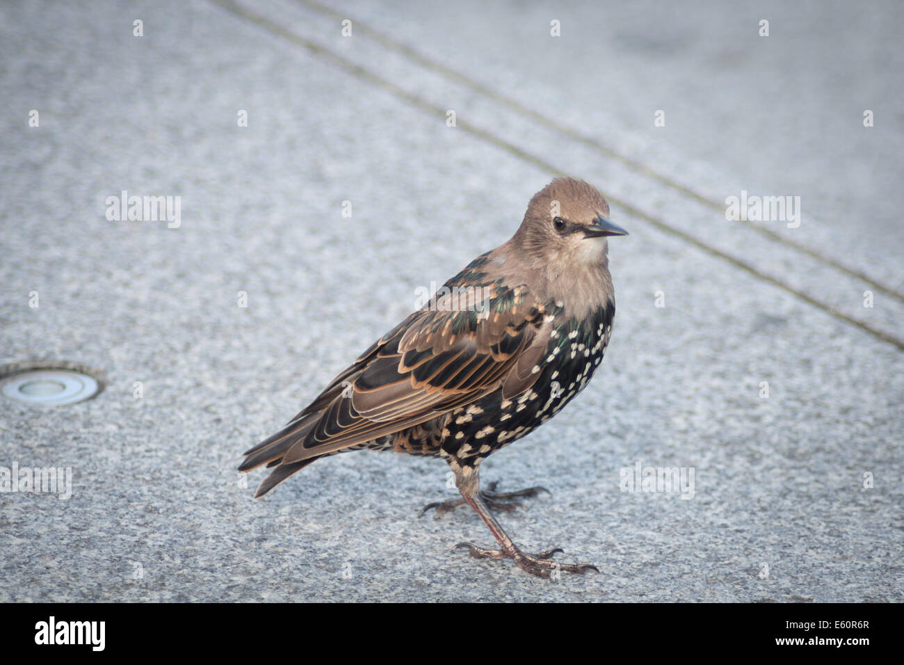 Close up starling bird hi-res stock photography and images - Alamy