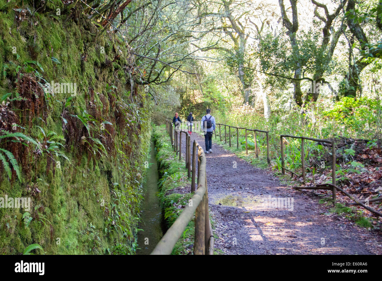 Levada of Caldeirao Verde, Madeira Stock Photo - Alamy