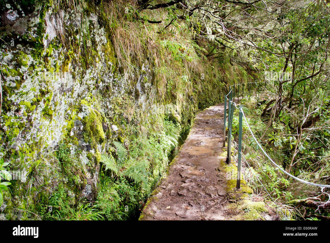 Levada of Caldeirao Verde, Madeira Stock Photo - Alamy