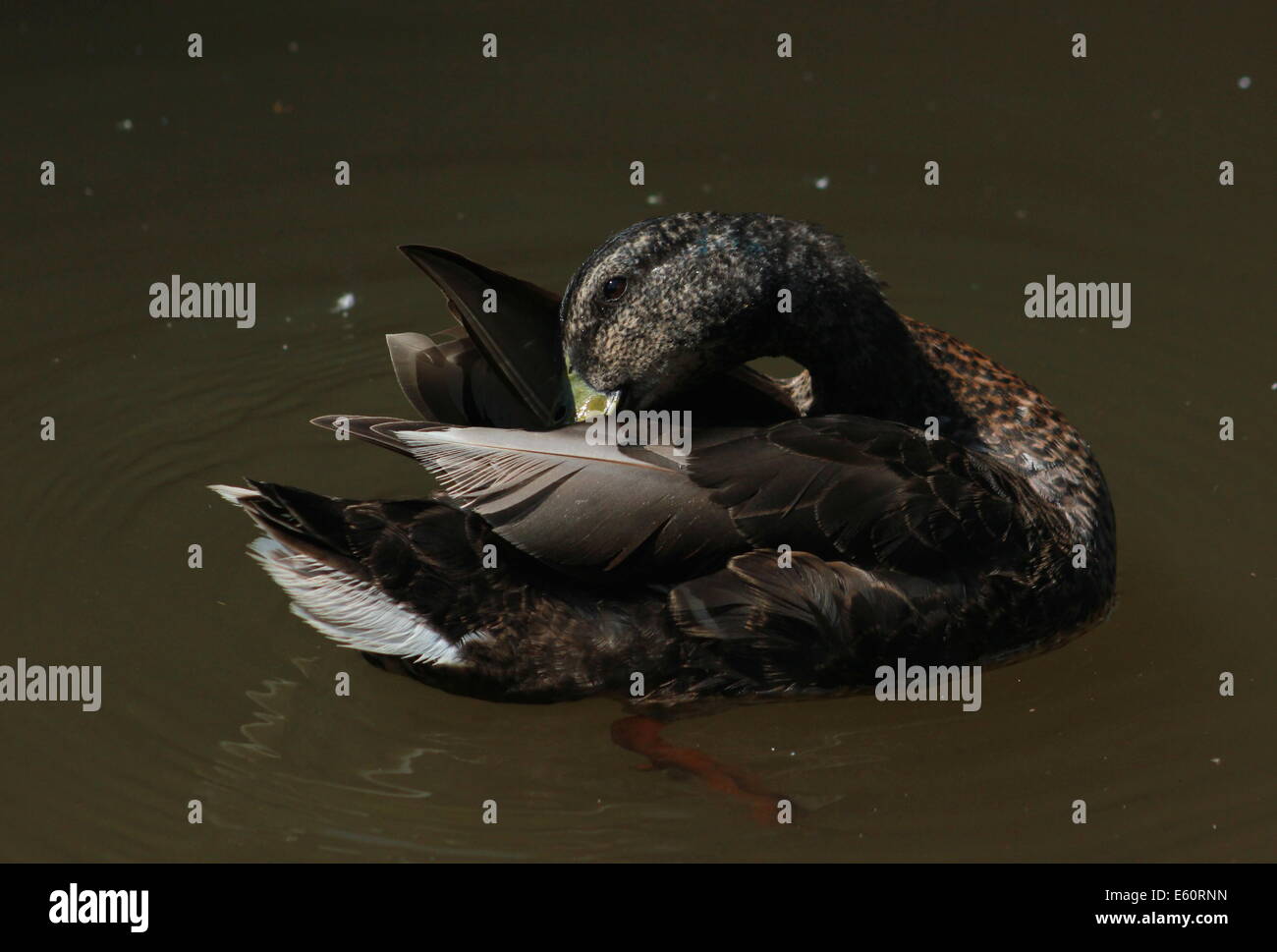 Young mallard preening Stock Photo - Alamy