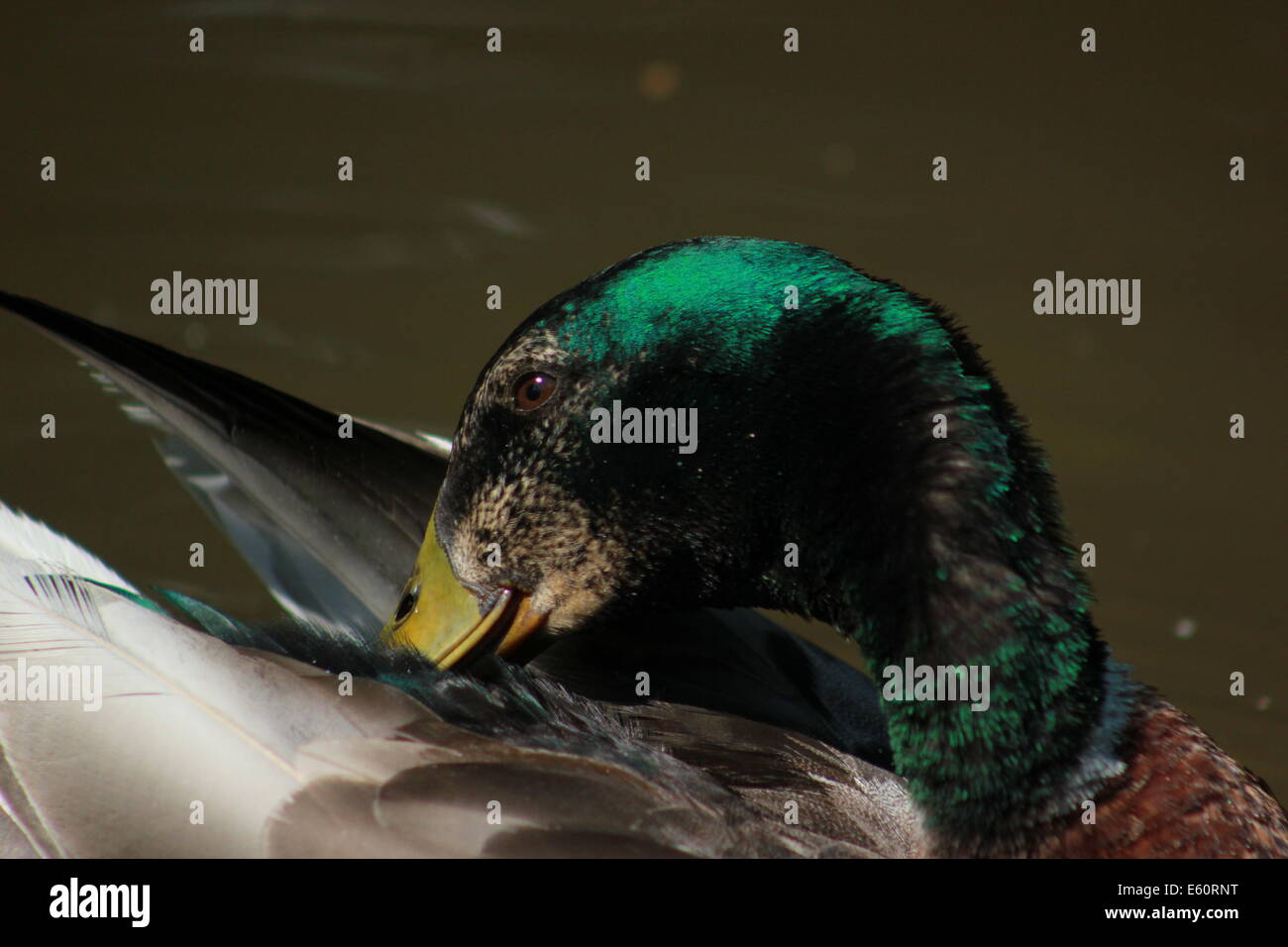 Young male mallard preening Stock Photo - Alamy