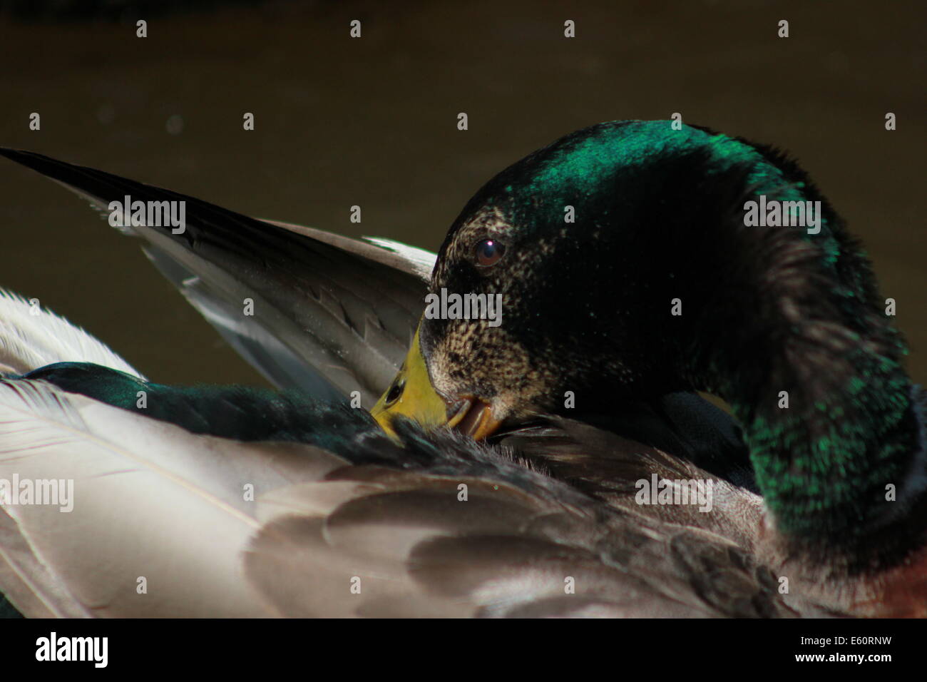 Young male mallard preening Stock Photo - Alamy