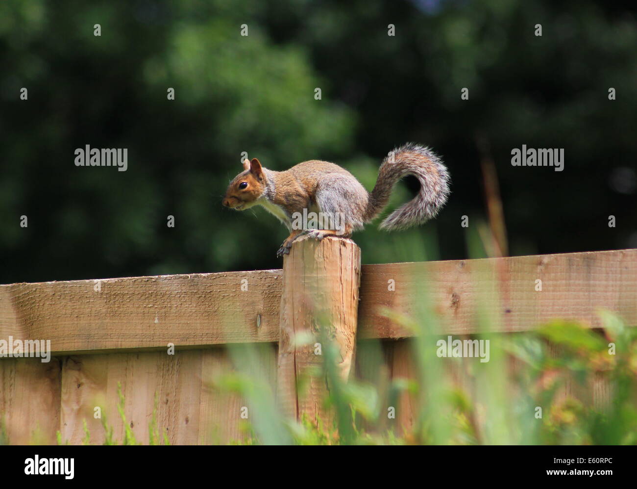 Grey squirrel on garden fence Stock Photo - Alamy
