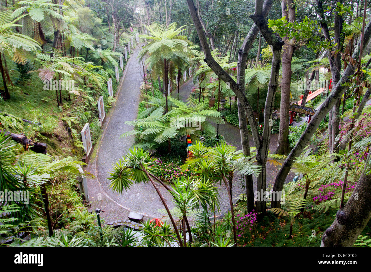 Madeira Trees Stock Photos & Madeira Trees Stock Images - Alamy