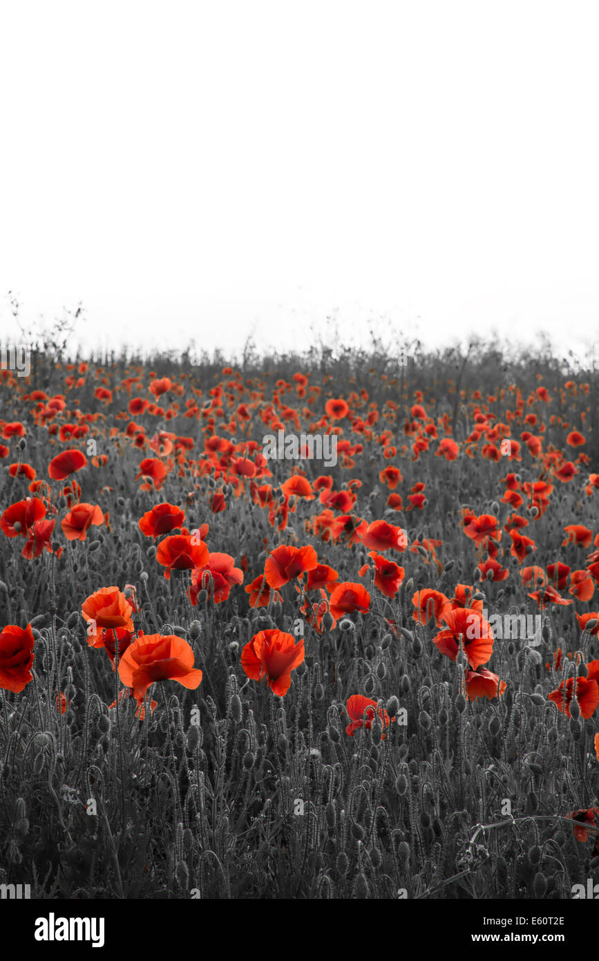 Beautiful Remembrance Day poppy field landscape Stock Photo - Alamy