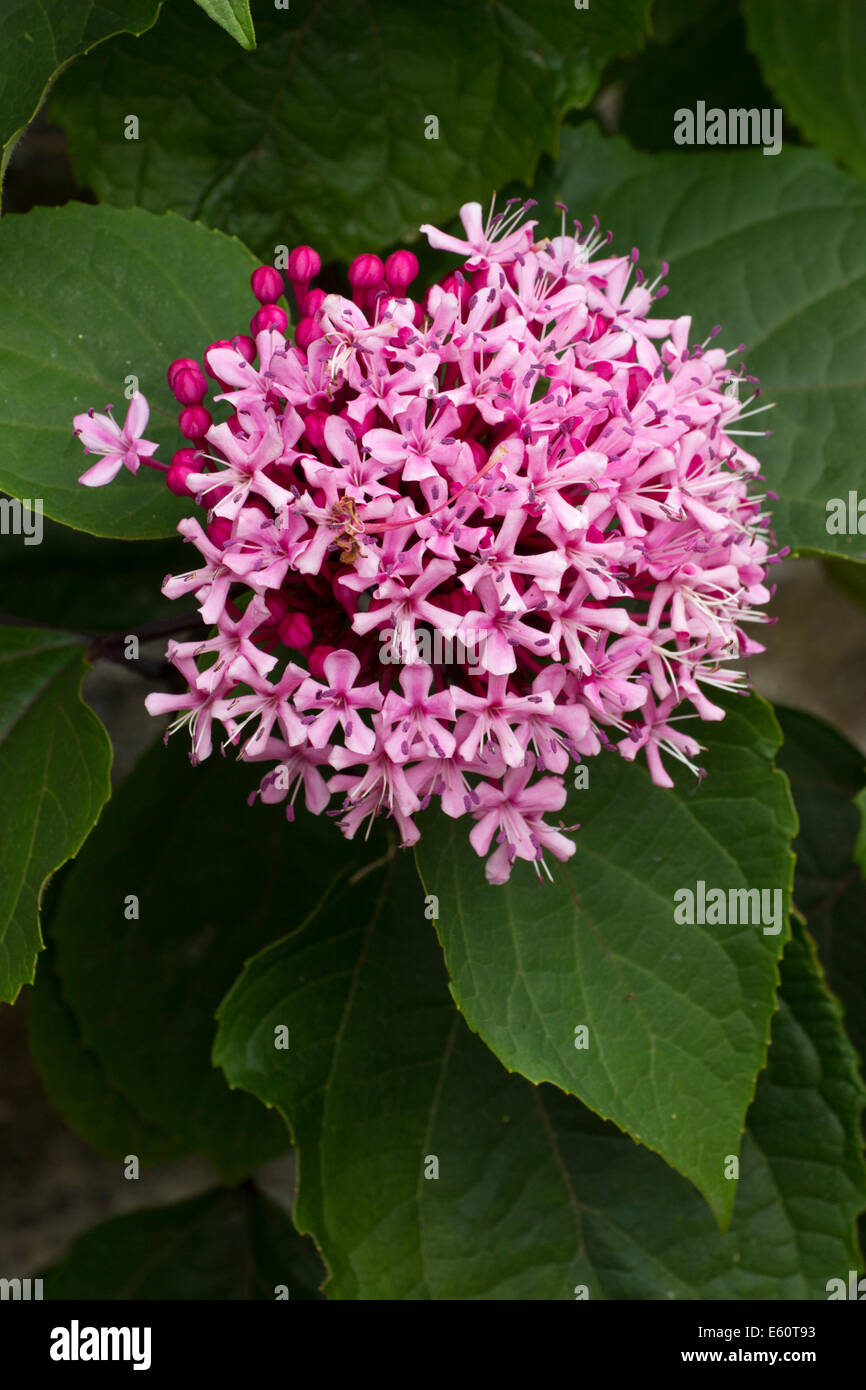 Flower head of the late summer blooming deciduous suckering shrub ...