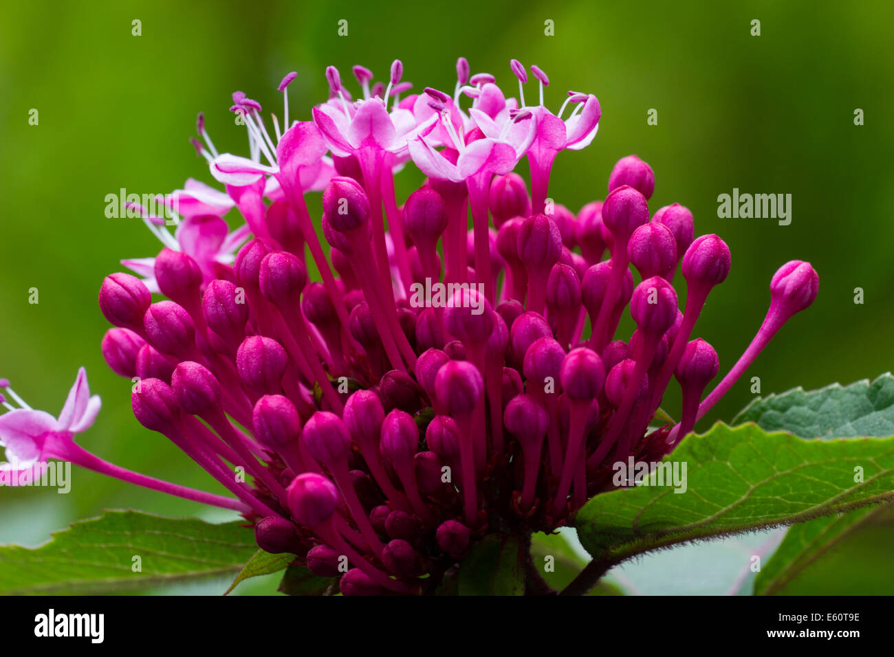Partially open flower head of the deciduous suckering shrub ...