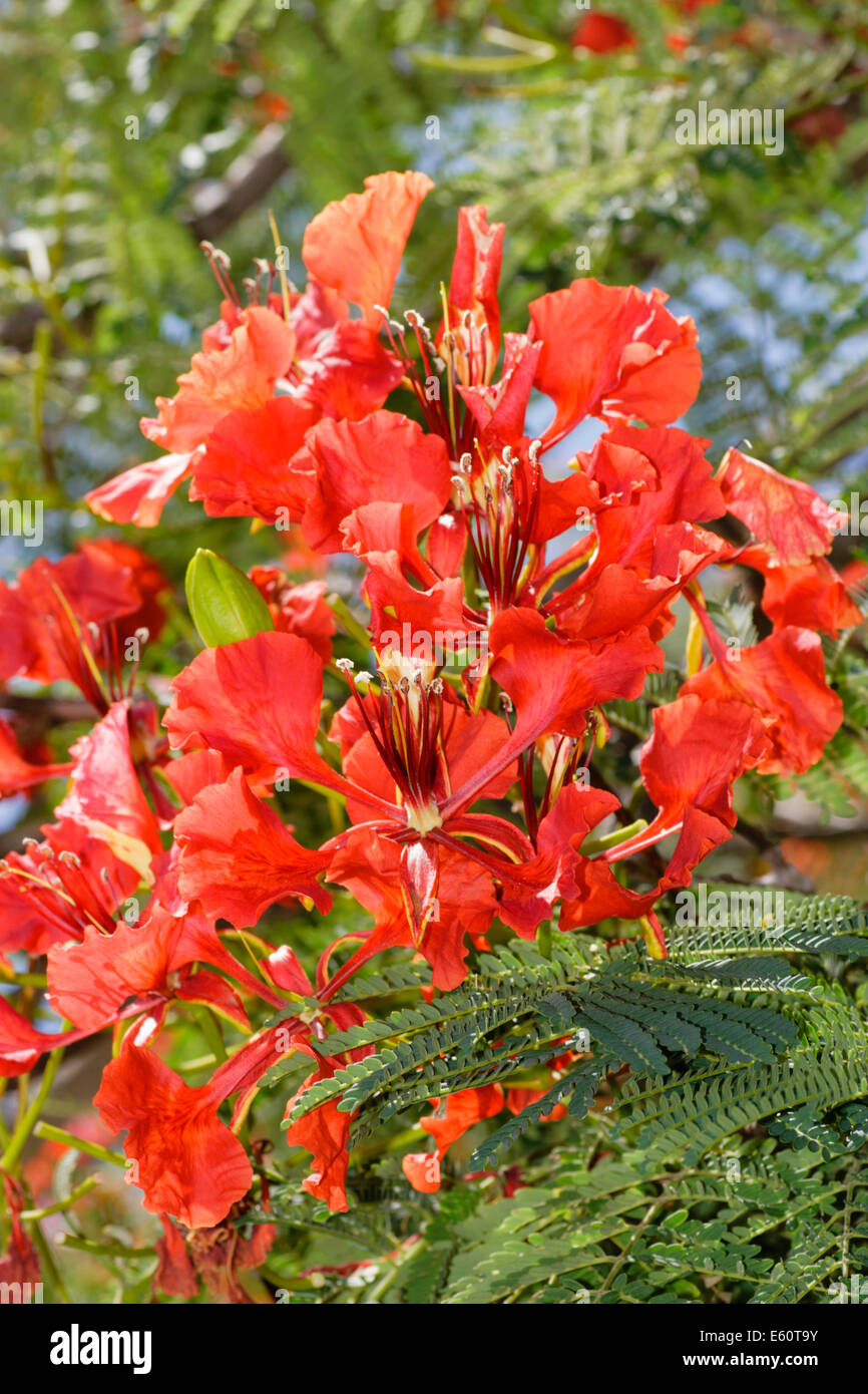 Sub tropical flowers hi-res stock photography and images - Alamy