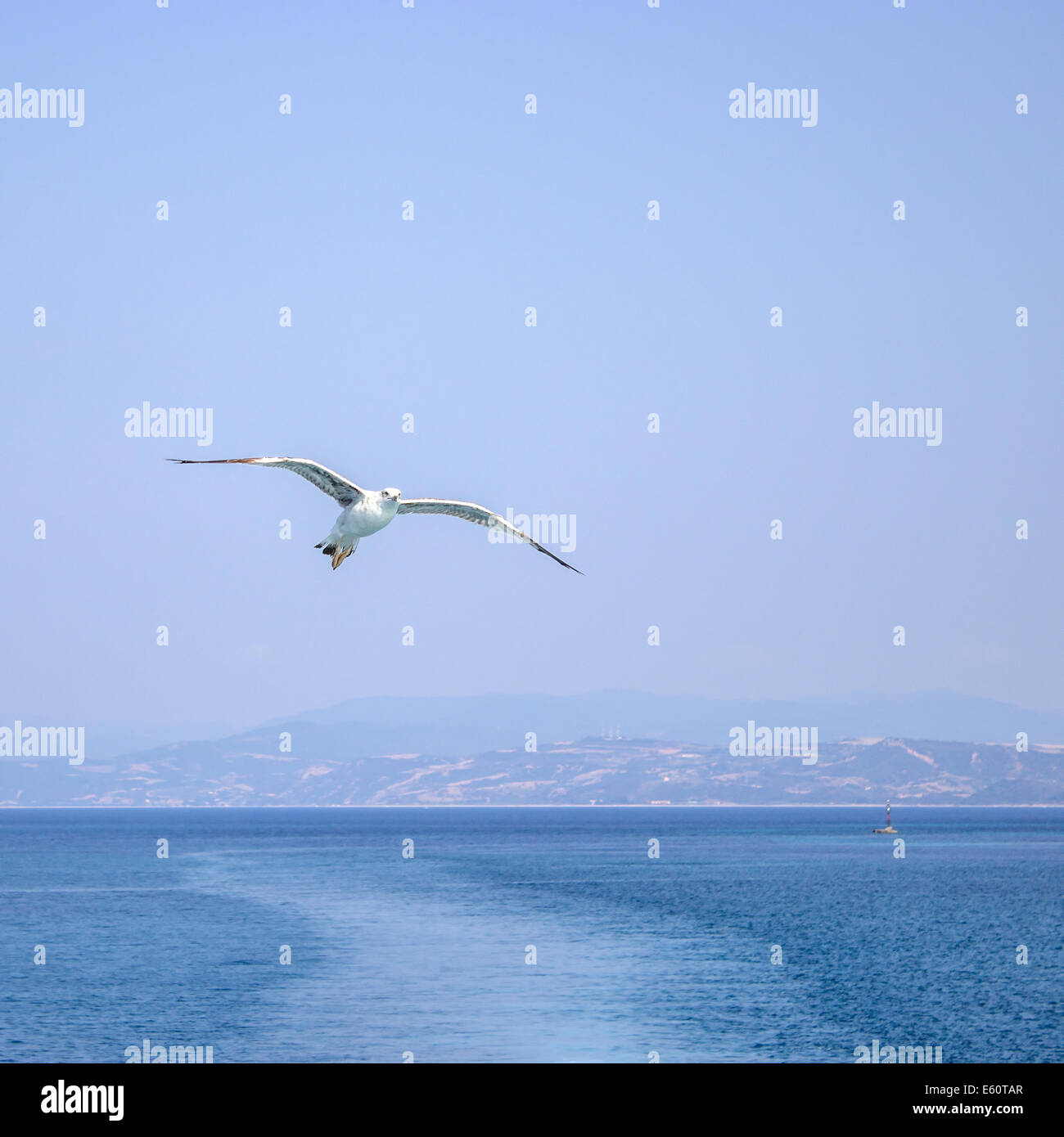 Seagull flying above water and blue sky Stock Photo - Alamy