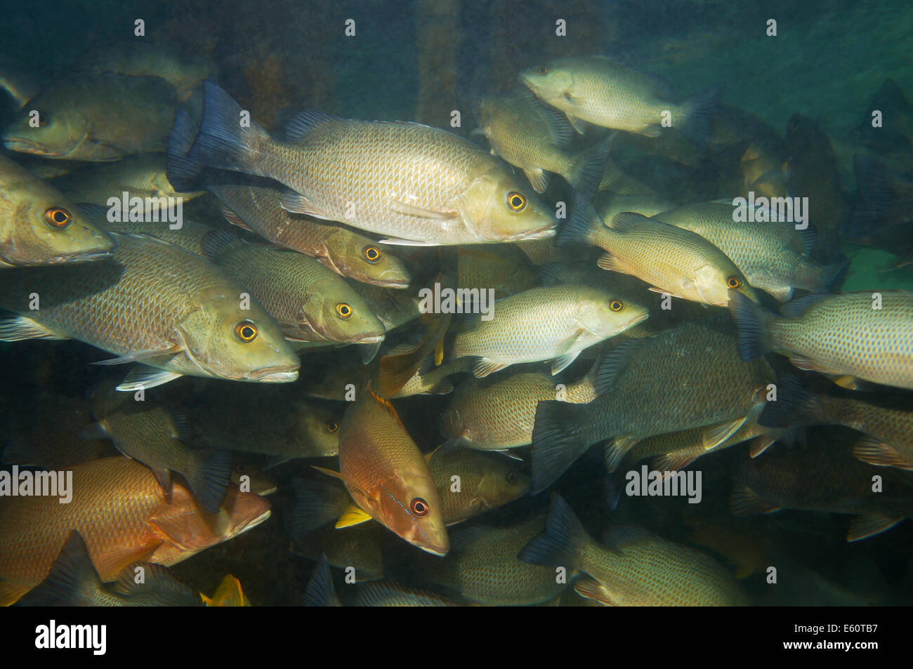 shoal of gray snapper fish with few dog snapper under a dock of Cayo ...