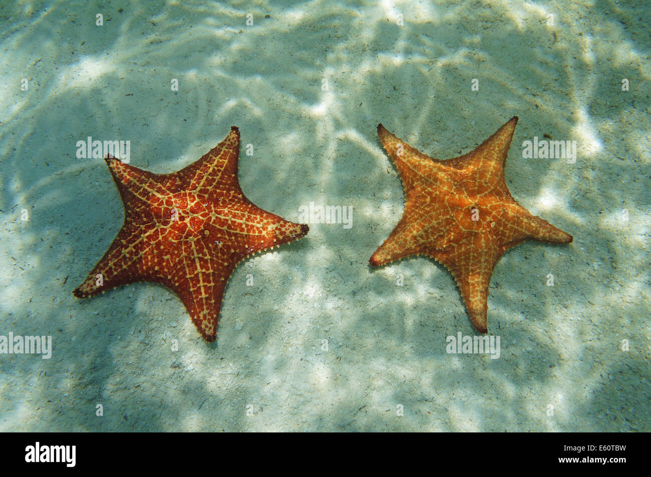 The starfish hi-res stock photography and images - Alamy