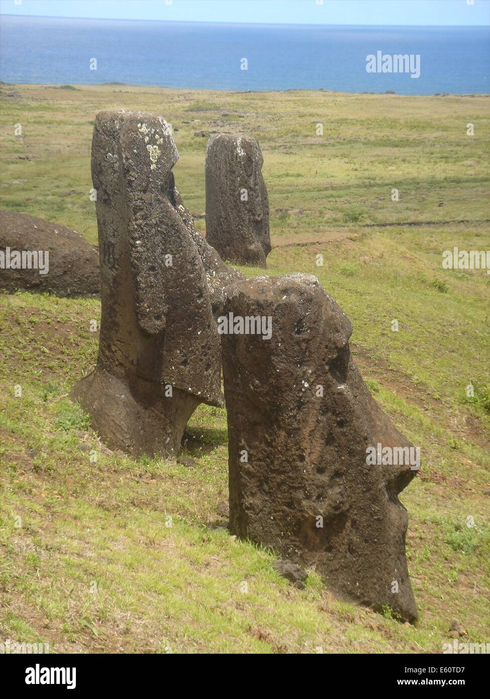 Moai statues in the quarry area of Rano Raraku, an extinct volcano on ...
