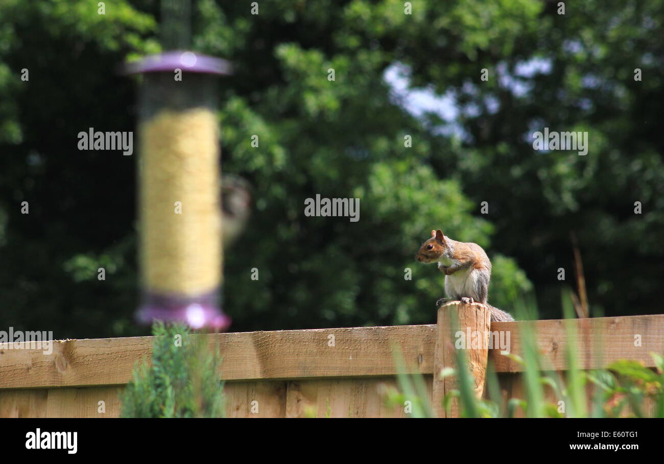 Hungry squirrel hi-res stock photography and images - Alamy