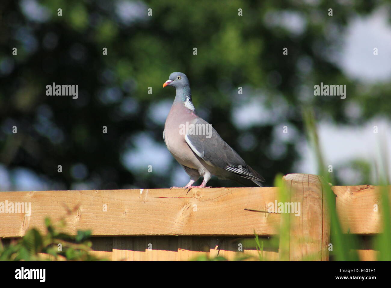 Wood pigeon on garden fence Stock Photo - Alamy