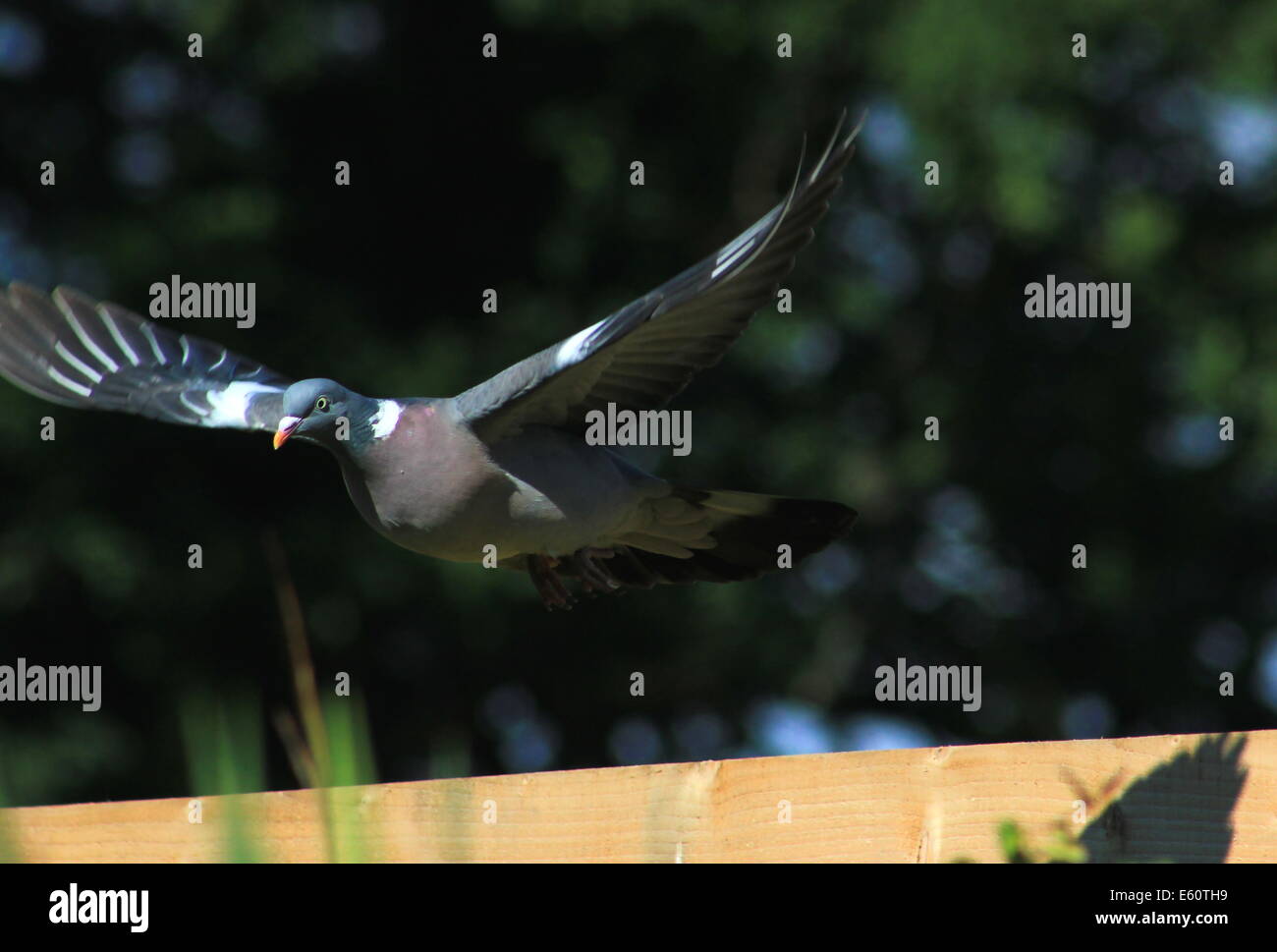 Wood pigeon flying over garden fence Stock Photo - Alamy