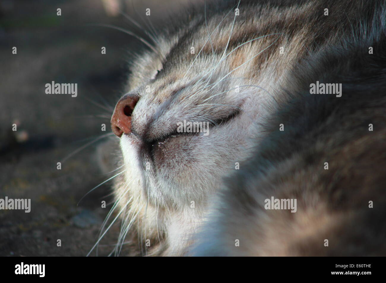 Close-up of tabby cat sleeping Stock Photo - Alamy