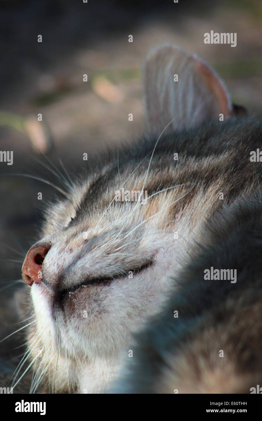 Close-up of tabby cat sleeping Stock Photo - Alamy