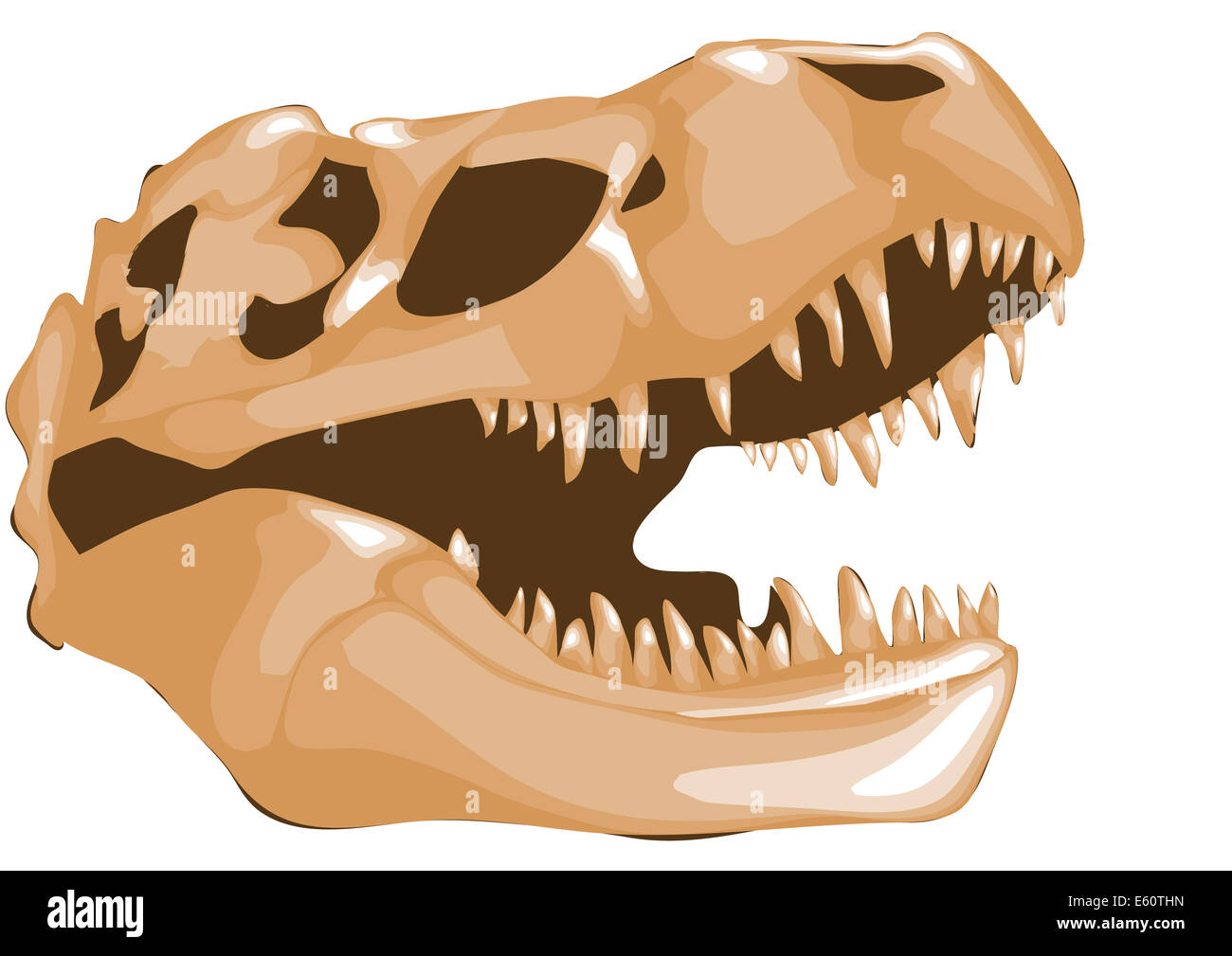 Prehistoric animal bones hi-res stock photography and images - Alamy